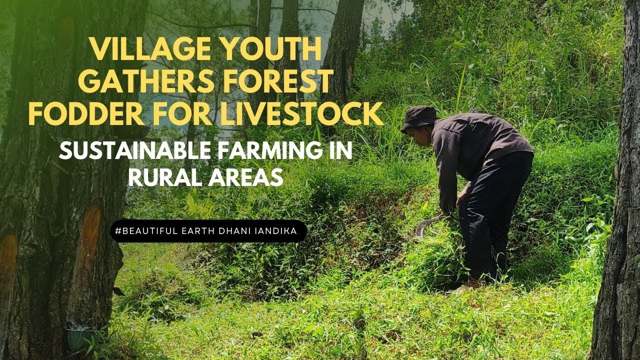 Village Youth Gathers Forest Fodder for Livestock—Sustainable Farming ...