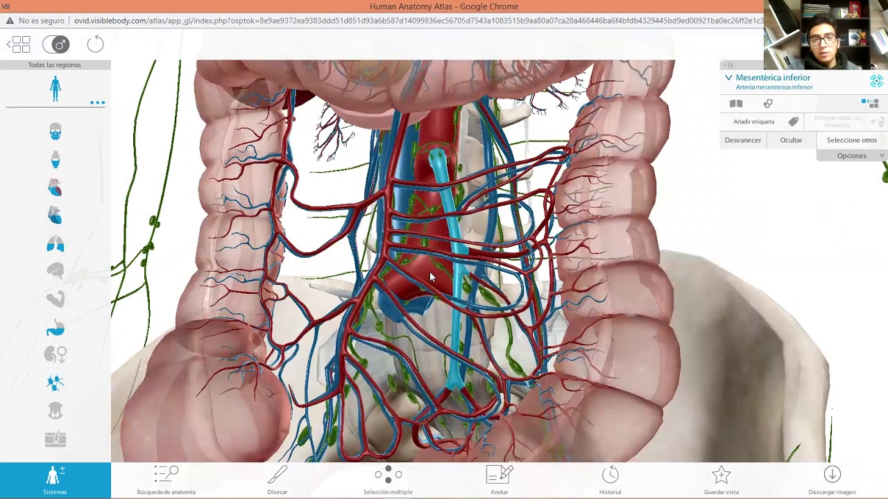 Irrigación, Drenaje venoso y linfático del Intestino Grueso hasta el ...