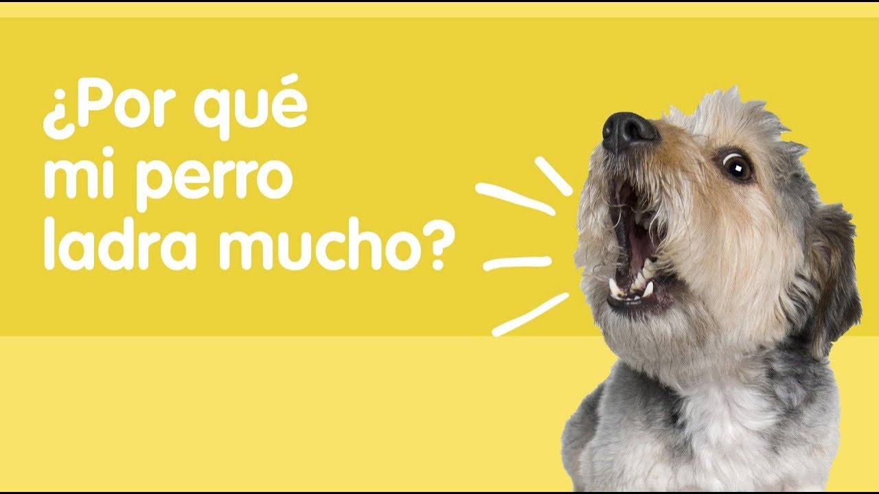 ¿Por qué ladran los Perros? Motivos y Tips - Petzer - YouTube
