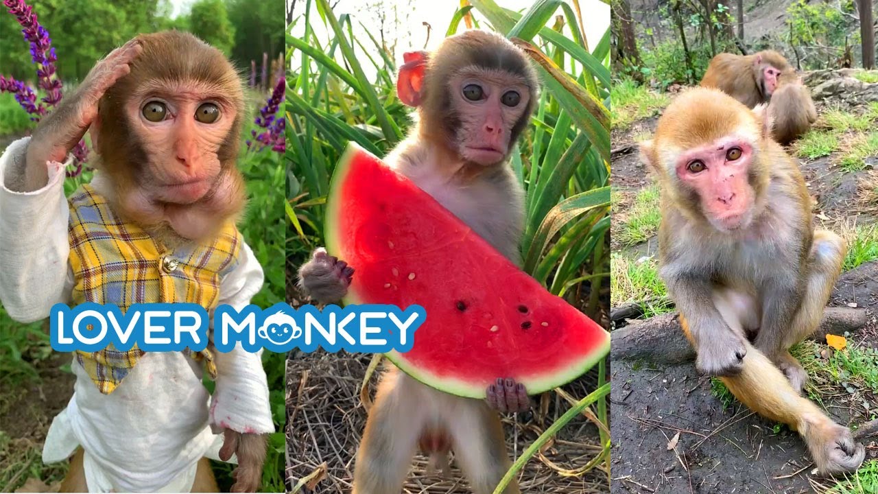 Cute Monkey Videos Eating Logan, Watermelon 2021 - YouTube