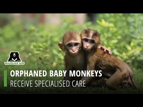 Providing Care To Orphaned Baby Monkeys At Wildlife SOS - YouTube