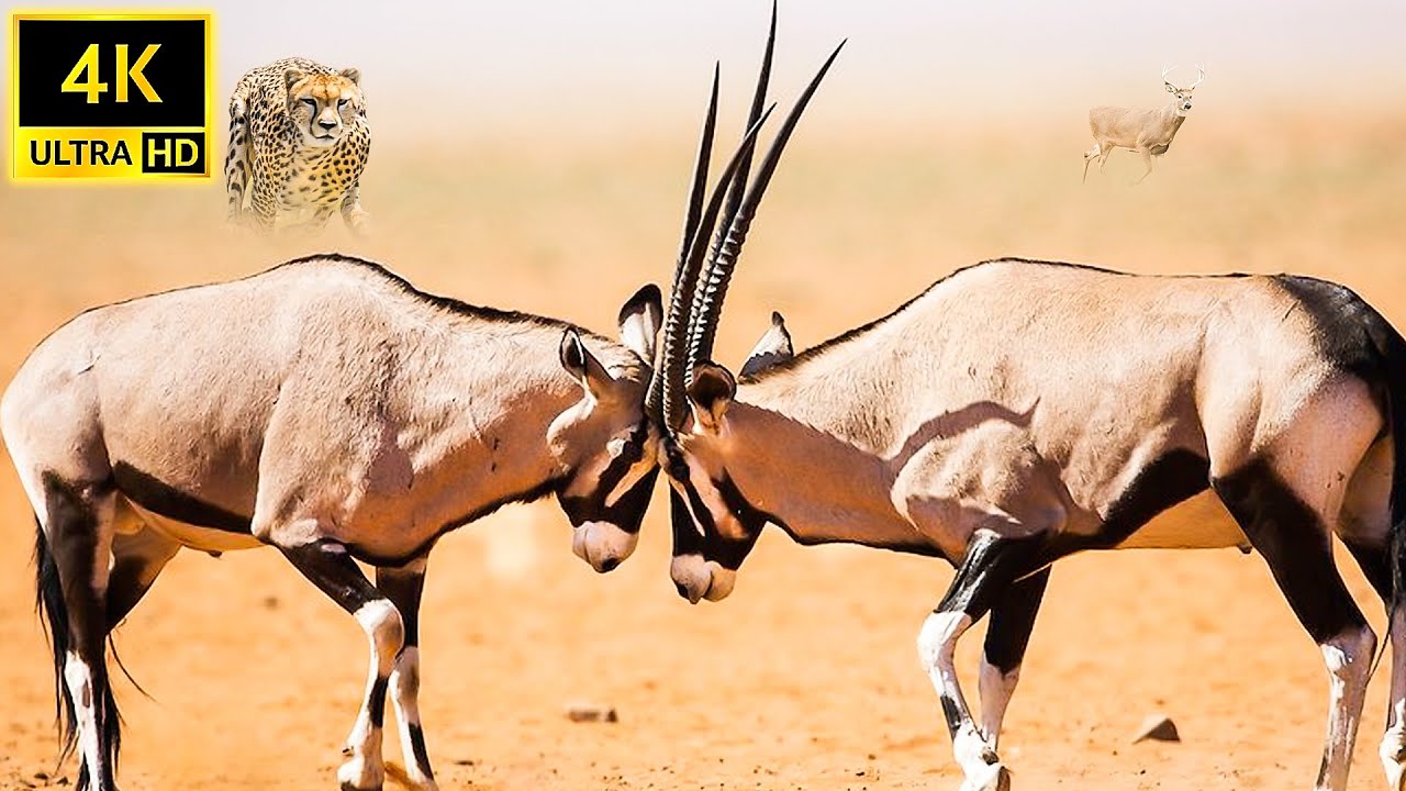 Strong Animals, Africa | Oryx attacks | Wild Animals Attack - YouTube