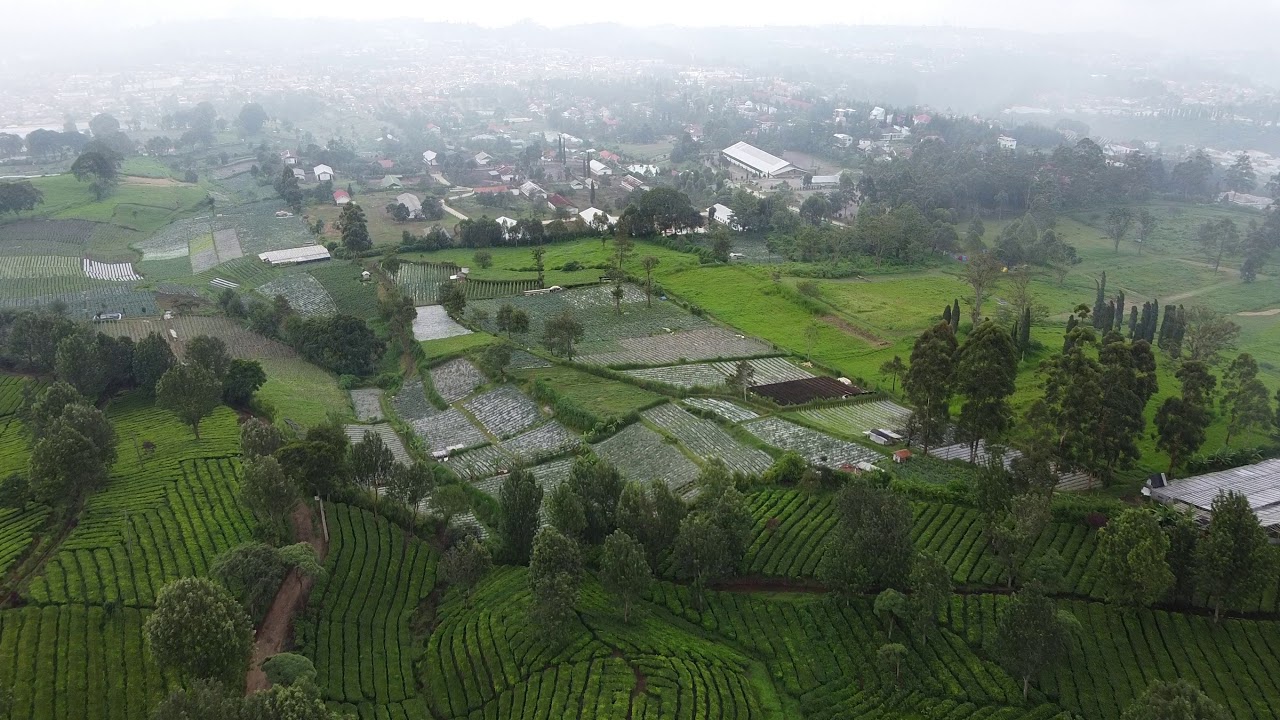 Free Footage - Aerial video perkebunan teh #4 - YouTube