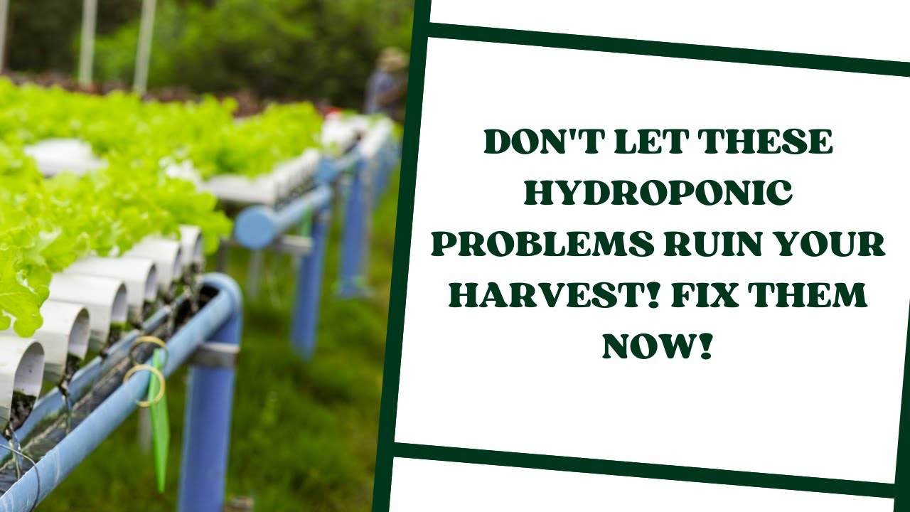 Don't Let These Hydroponic Problems Ruin Your Harvest! Fix Them Now ...