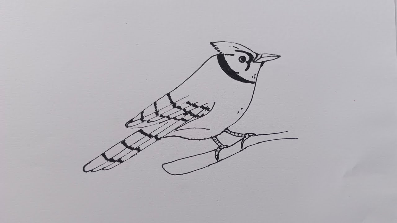 Bulbul drawing | how make bulbul easy for beginner step by step बुलबुल ...