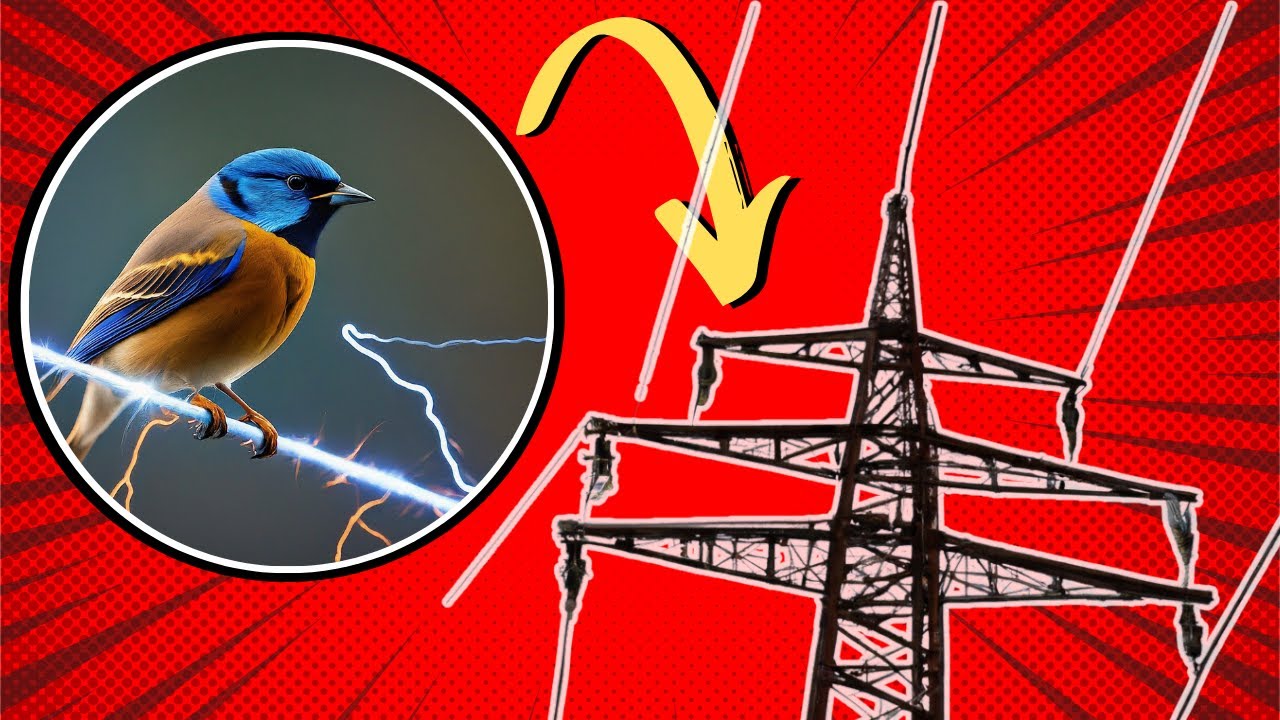 Bird vs. Electricity: The Science Behind Why They Don't Get Shocked ...