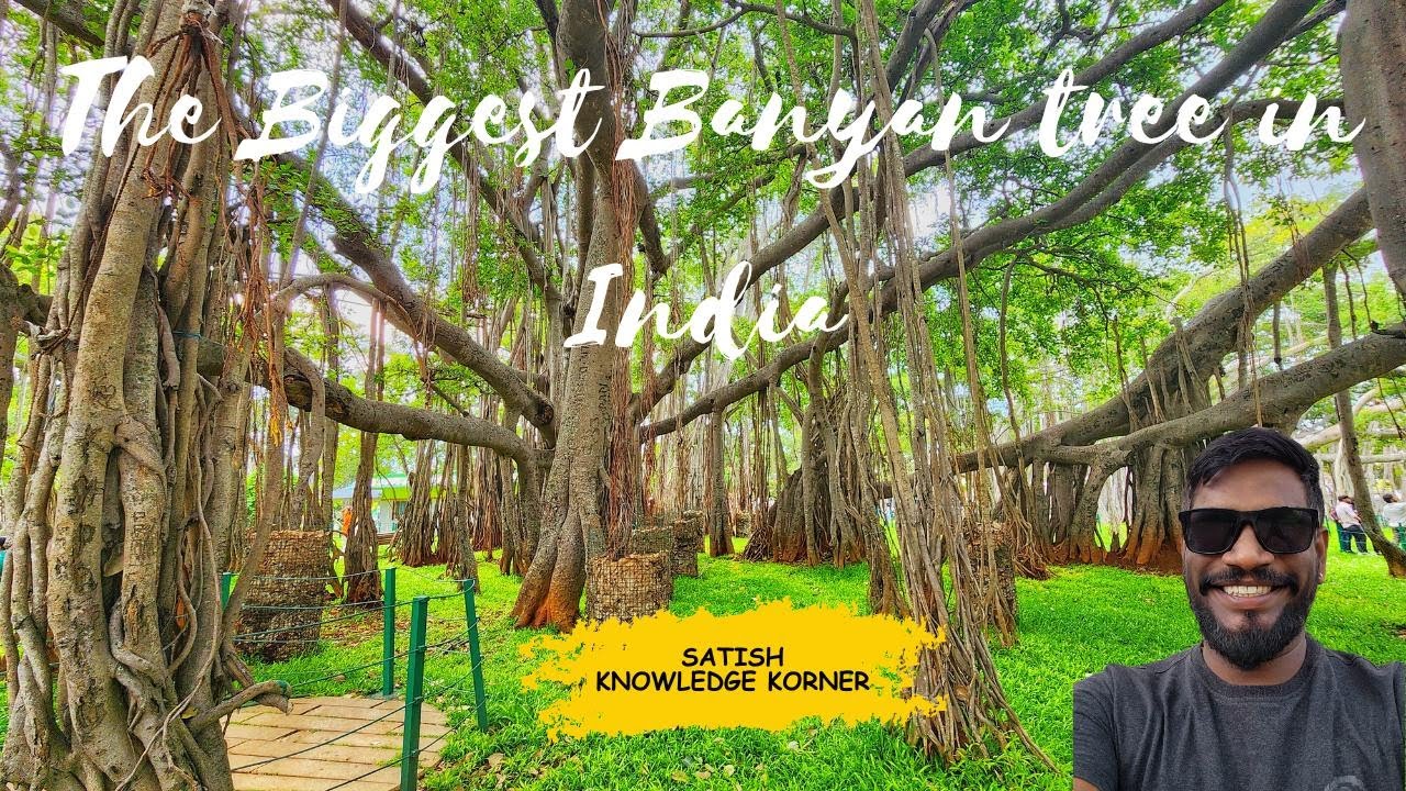 ఇండియా లో అతి పెద్ద మర్రిచెట్టు | Bangalore’s 400-Year-Old Banyan Tree ...