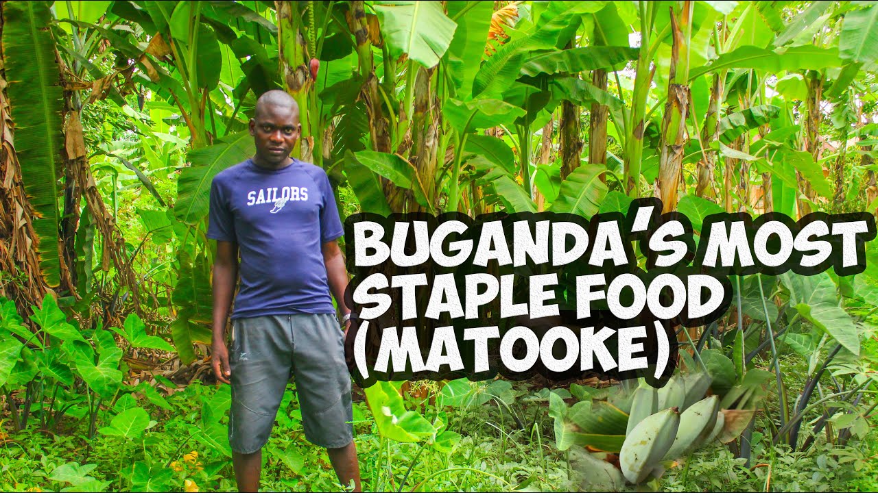AFRICAN VILLAGE LIFE// BANANA(MATOOKE) THE MOST STAPLE FOOD IN BUGANDA ...