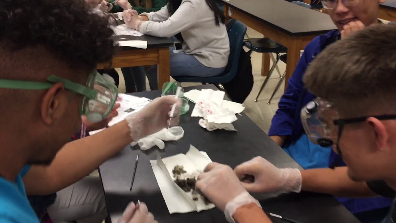 APES owl pellet lab - YouTube