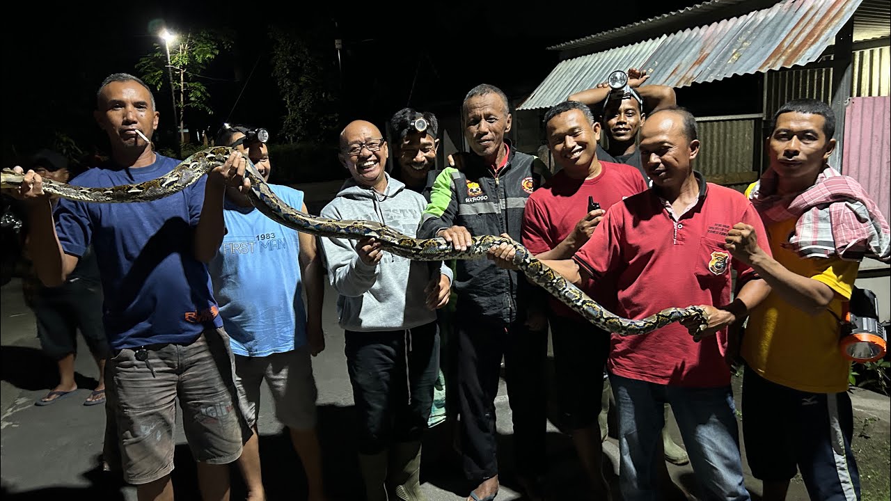 Penangkapan ular phyton 3 meter - YouTube