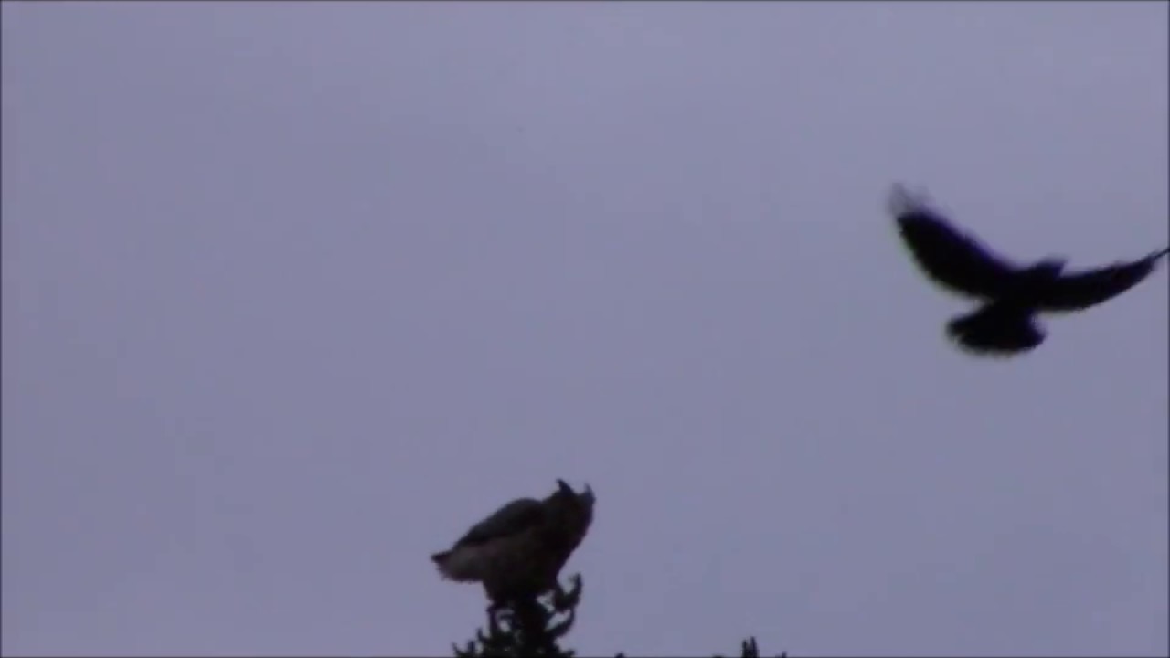 Great-horned owl vs crows - YouTube