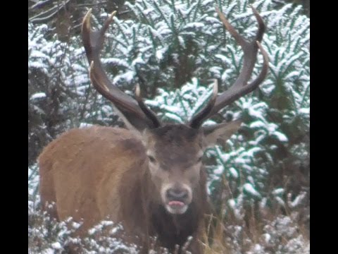 Deer Herd Part2