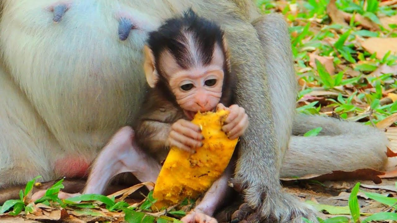 Baby Monkey Tries to Snatch Final Food from Mother #monkeynaturekh ...