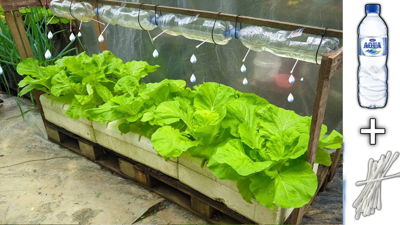 Cara Menanam Sawi Samhong King Keriting dengan Irigasi Tetes dari Botol ...