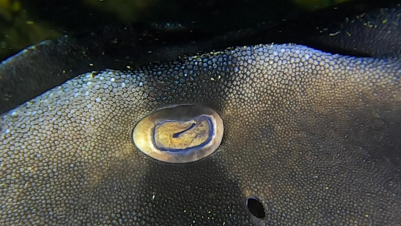 Macromate Mini and GoPro Hero 8 underwater shots - YouTube