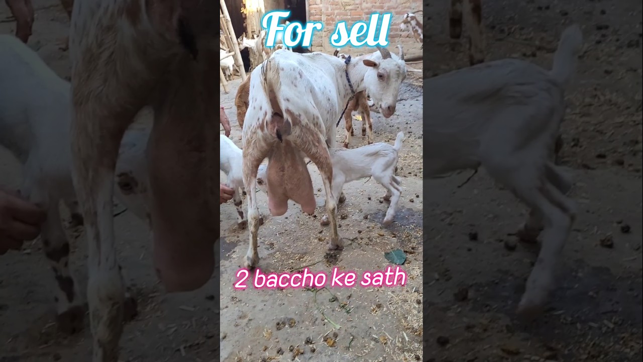 #9120456276 #For sell#2bachho vali bakri#Bar ari bakri#animals #goat ...