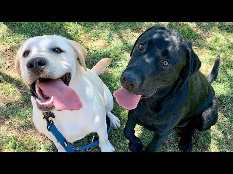 Labrador Brothers Are Reunited!! - YouTube