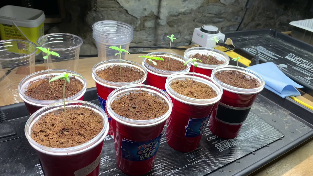 My Trick On Evaluating Cannabis Roots In Solo Cups - YouTube