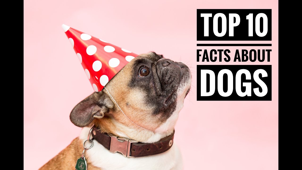 TOP 10 FACTS ABOUT DOGS YOU DON T KNOW YouTube top-10-facts-about-dogs-you-don-t-know-youtube