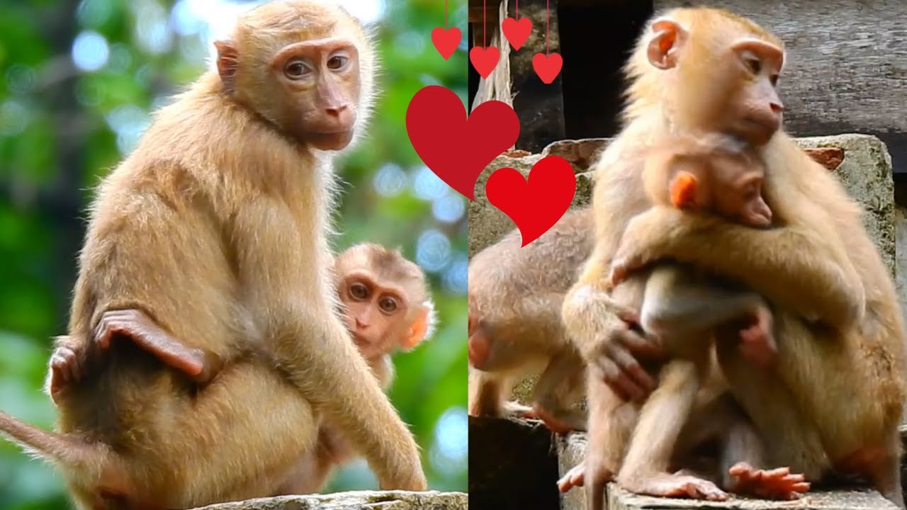 Good job, Monkey Pretty is always taking care of little monkey Zuri and ...