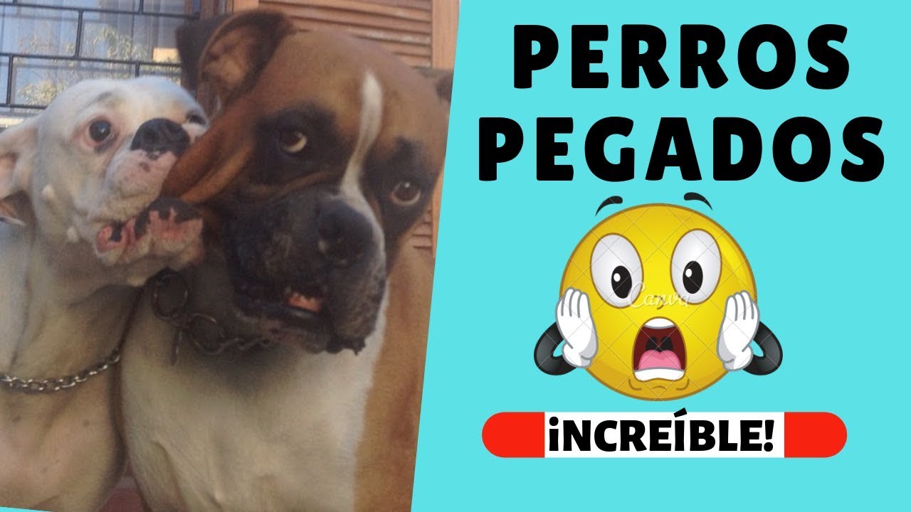 Por Que los Perros Quedan Pegados Durante la Monta 🎯 Explicacion ...