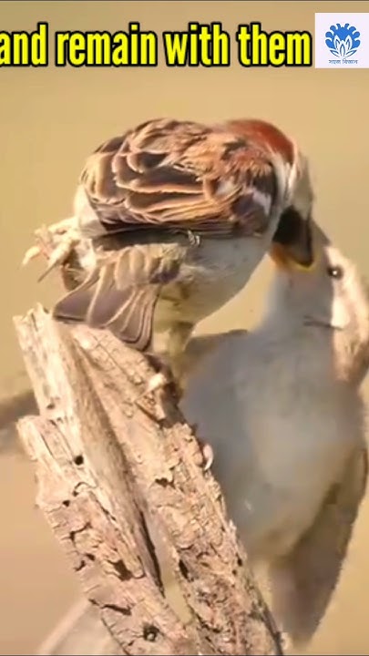 An amazing fact about Sparrow 001 💥💥 | Incredible animal facts 0003 # ...