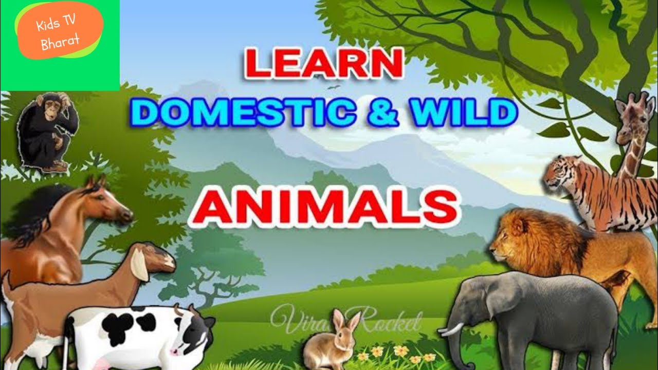 Animals name in Hindi and English with pictures and videos। Bilkul ...