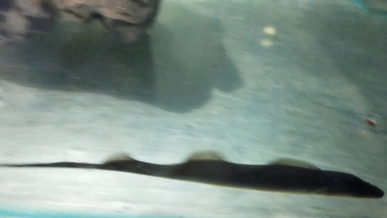 Aba aba knife fish, sturgeon n archer fish - YouTube