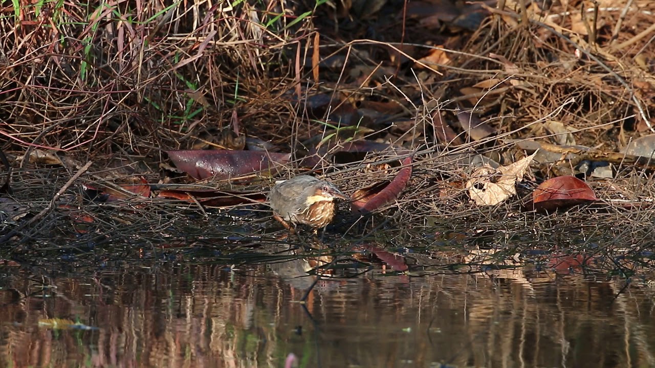 Black Bittern ( Migrant) hunting dance. Do you like it? Hehe..... Baker ...