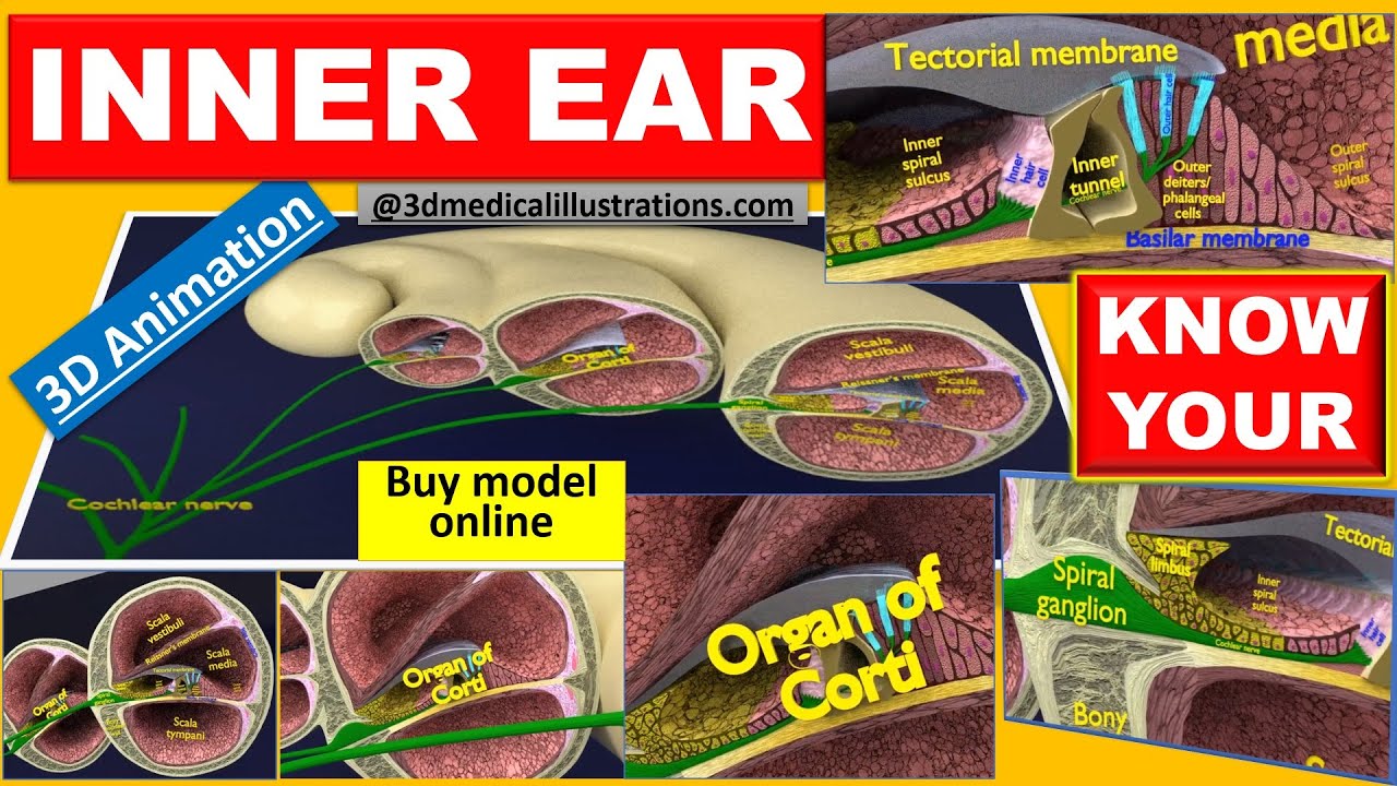 Basilar Membrane Animation