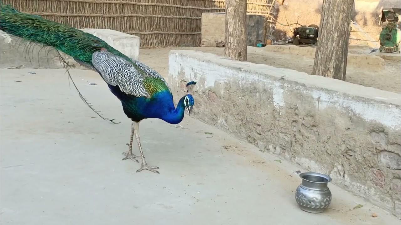 Peacock Dancing In Morning Timepeacock Disease And Treatmentpeacock Beautiful Bird Desert Area