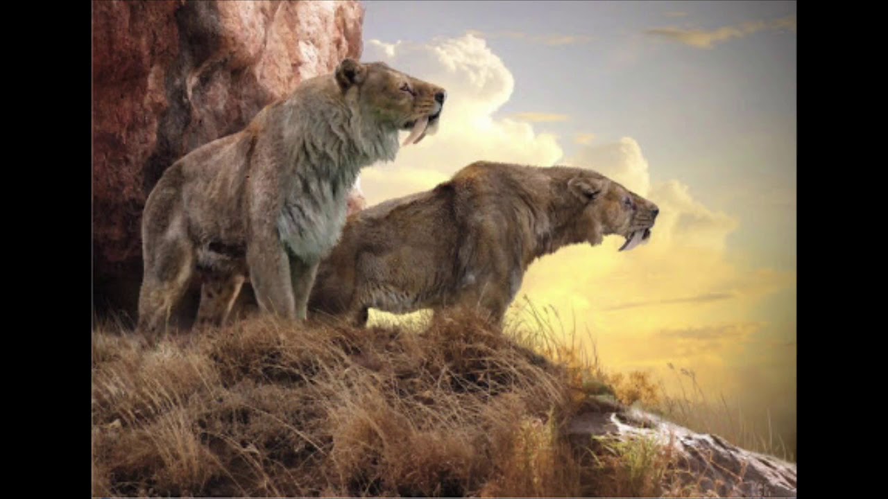 Sound Effects - Smilodon - YouTube