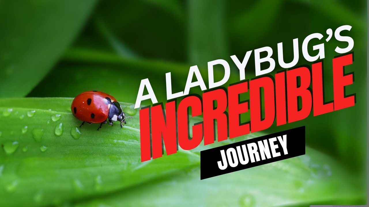 A Ladybug's incredible journey to a new home #journey #animation #veo3 ...