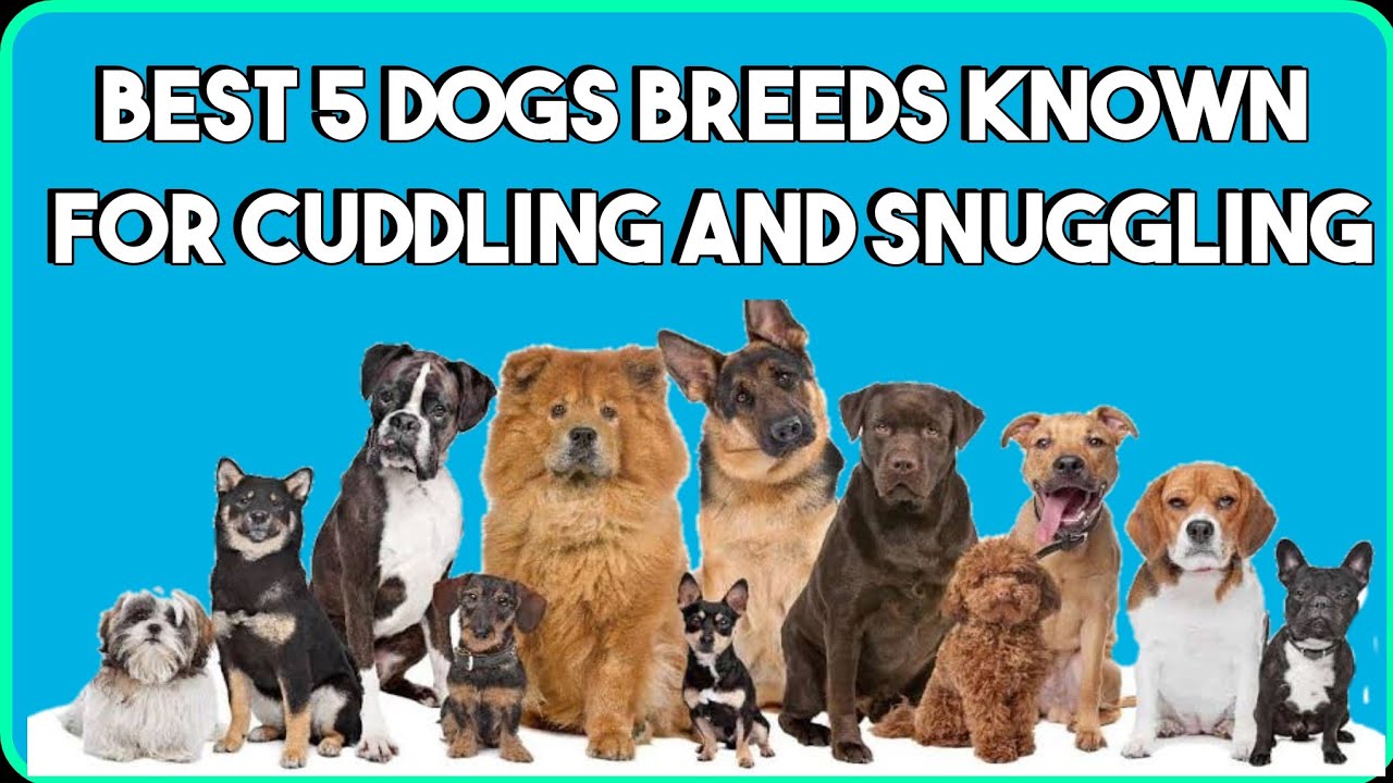 Best 5 Dogs Breeds Known for Cuddling and Snuggling You Can't Imagine ...