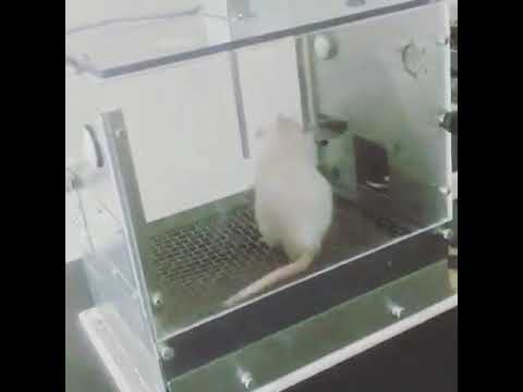 using operant conditioning to train a rat to push a lever for a meal ...