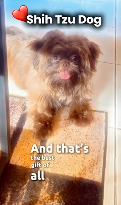 Shih Tzu Dog #cutedog #ytshorts #dogshorts - YouTube