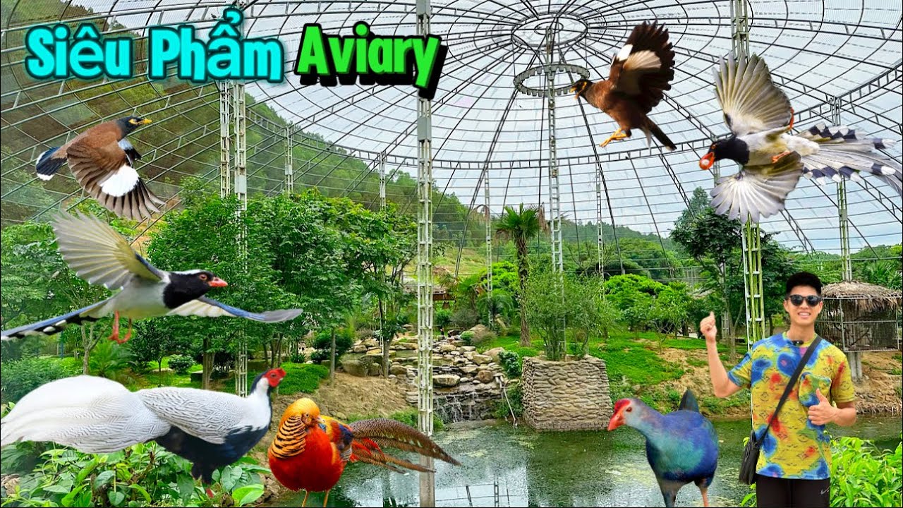 Đẳng cấp Aviary SIÊU TO KHỔNG LỒ rộng 1500m2 bố trí tuyệt đẹp và nhiều ...