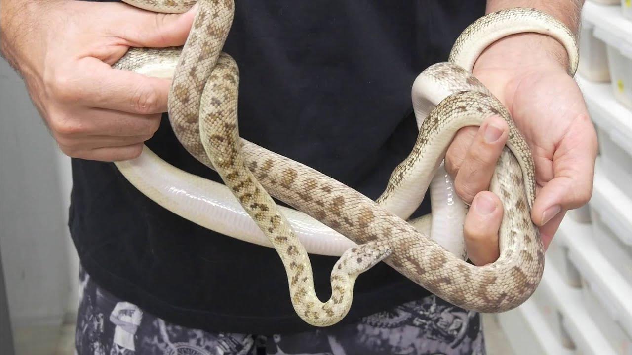 Platinum Spotted Python - CrittaCam - YouTube