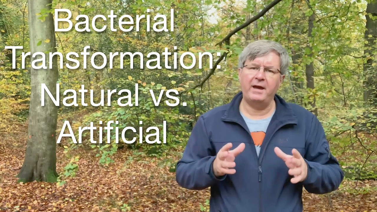 Bacterial Transformation: Natural vs. Artificial Methods Explained ...