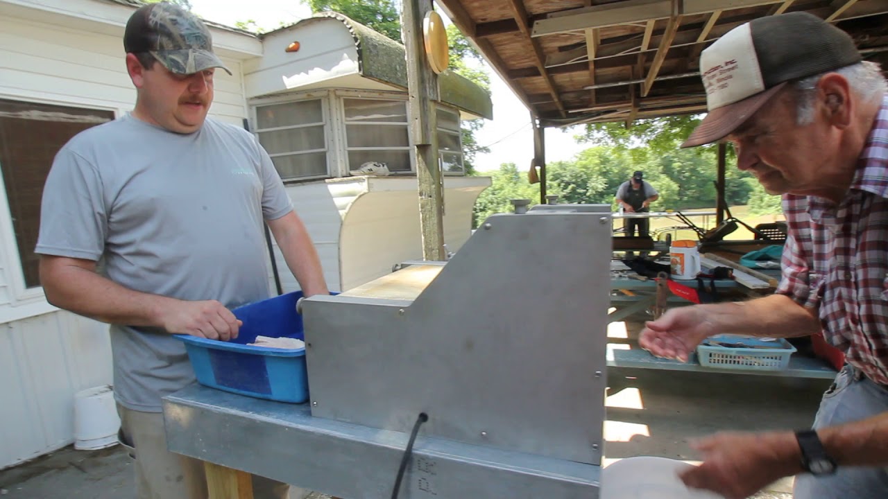 Scoring Carp and Buffalo Using a Scoring machine - YouTube