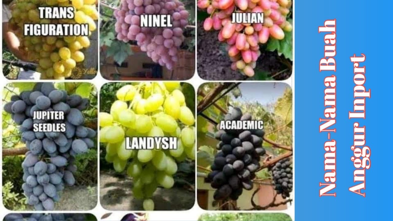 Ragam Jenis Nama Buah Anggur Import - YouTube