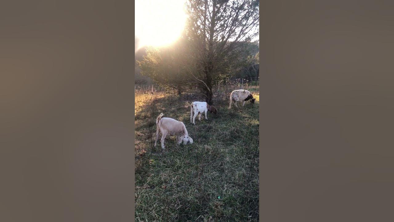 Rotational Grazing Healthy Sheep and Goats - YouTube