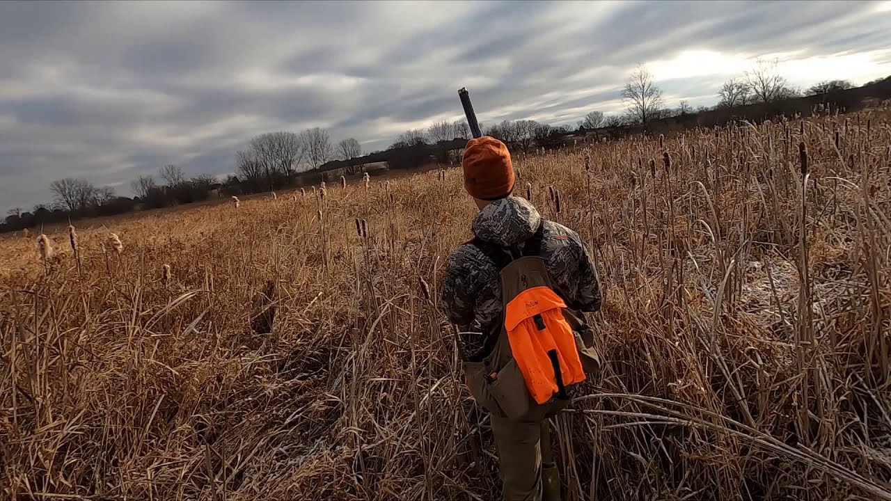 Pheasant hunt Wern Valley - YouTube