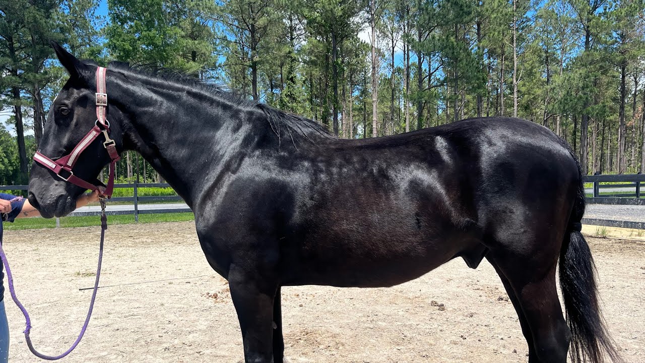 Black Draft Cross Driving - YouTube