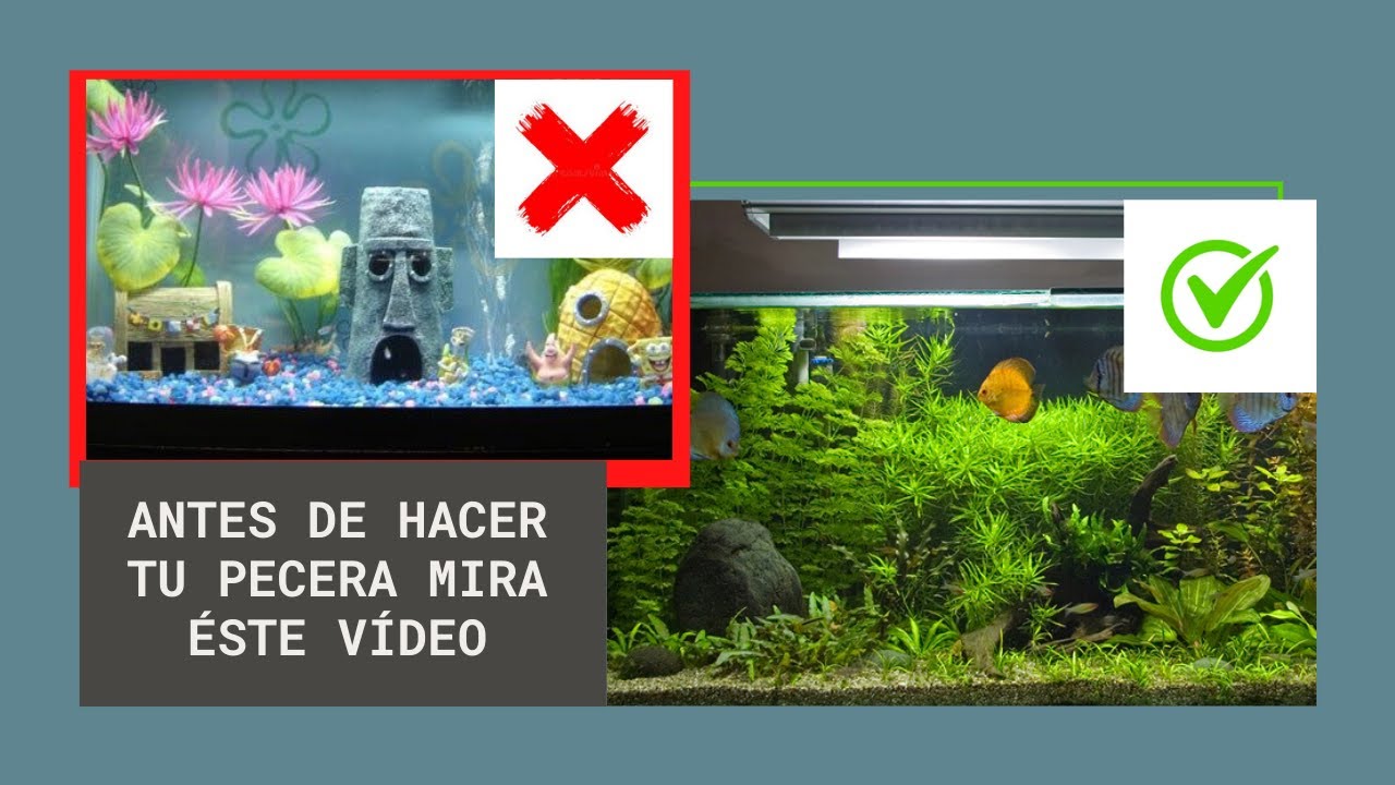 TODO lo que debes saber antes de hacer tu pecera | Estanque koi - YouTube