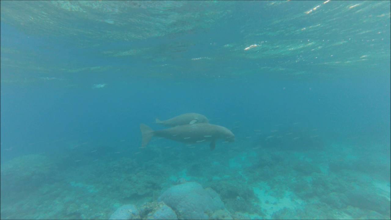 DUGONG WATCHING : Magic encounter with Mama Dugong and calf born this ...