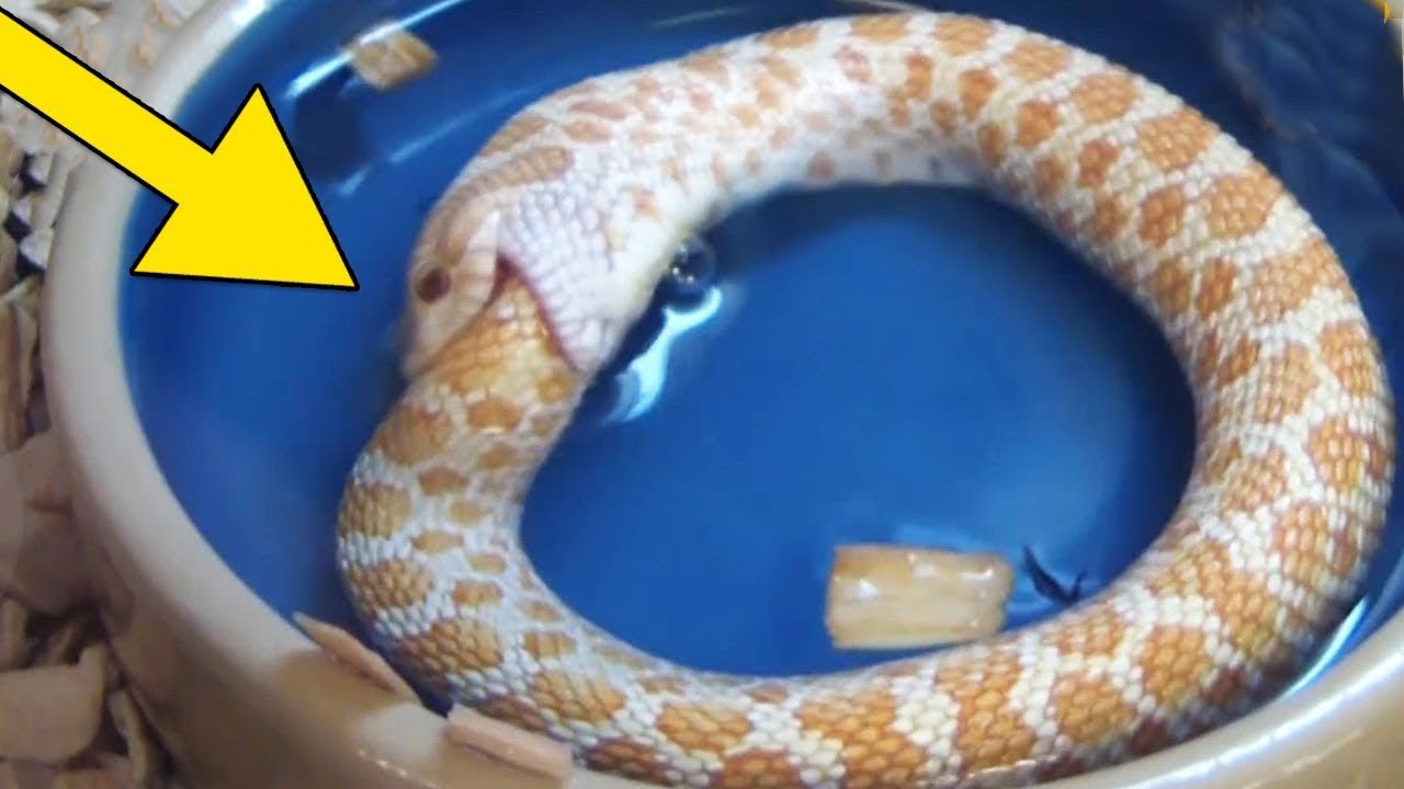 7 Actos Animales Mas Horribles y Aterradores del Mundo - YouTube