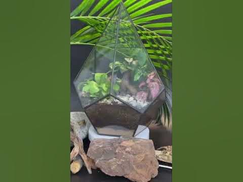 Мастер классы, флорариумы, комнатные растения Florarium-flo.ru - YouTube