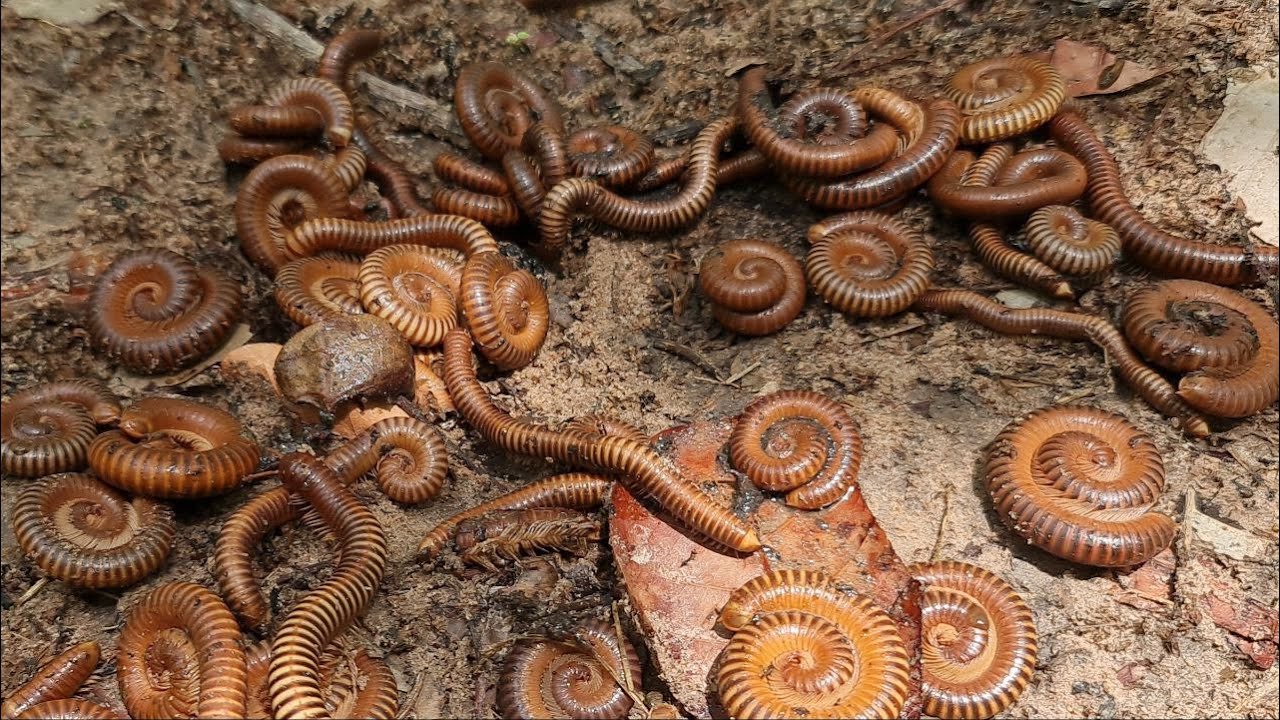 Reptiles One Giant Millipede and Many Red Millipedes in the Farm of the ...