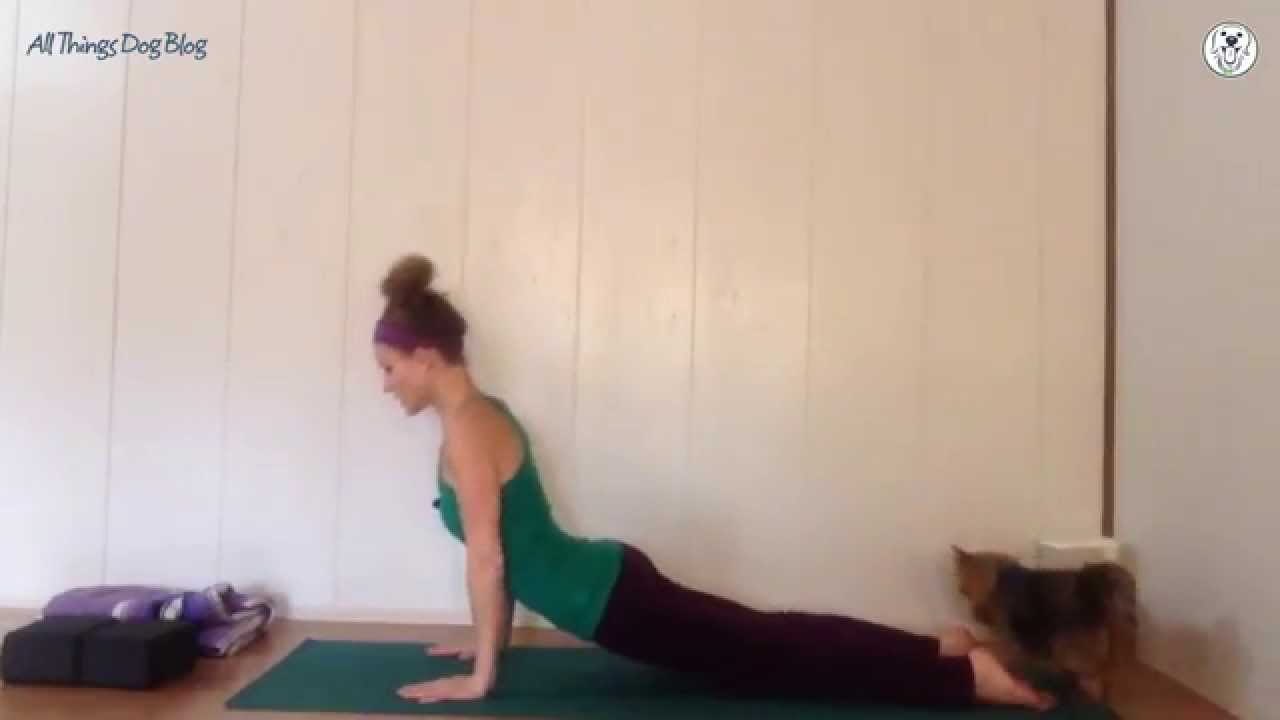Doga Pose 4: Cobra Pose and Upward Facing Dog - YouTube